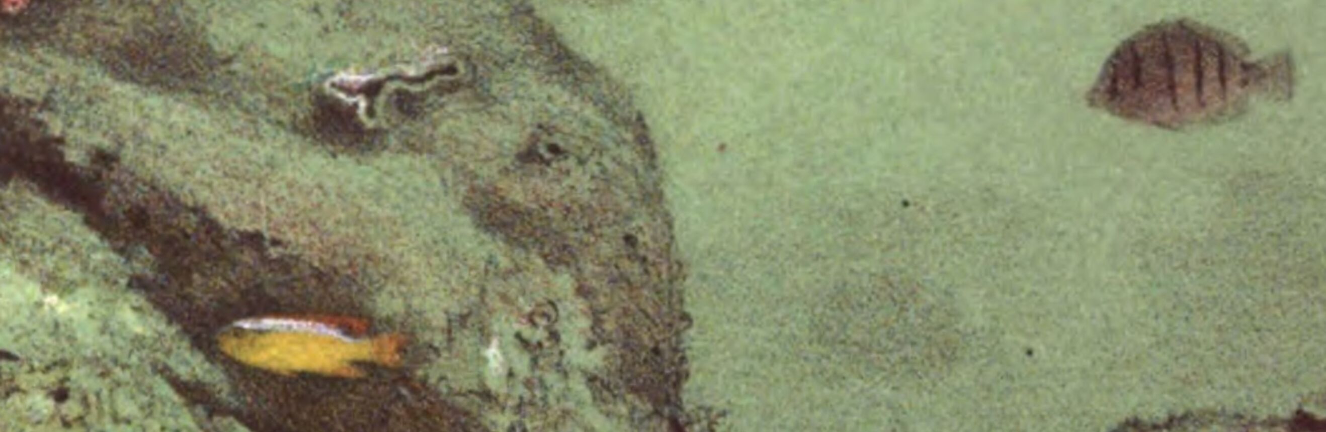 The Maracot Deep, by Arthur Conan Doyle - Free ebook download ...